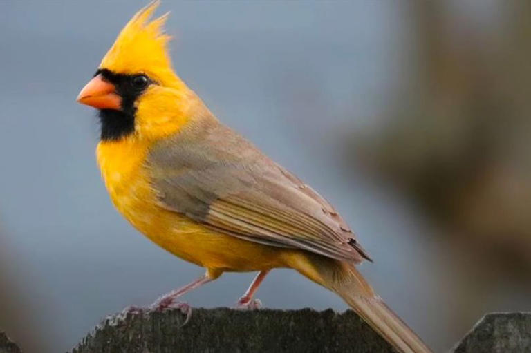 Extremely rare yellow northern cardinal bird spotted in Michigan ...