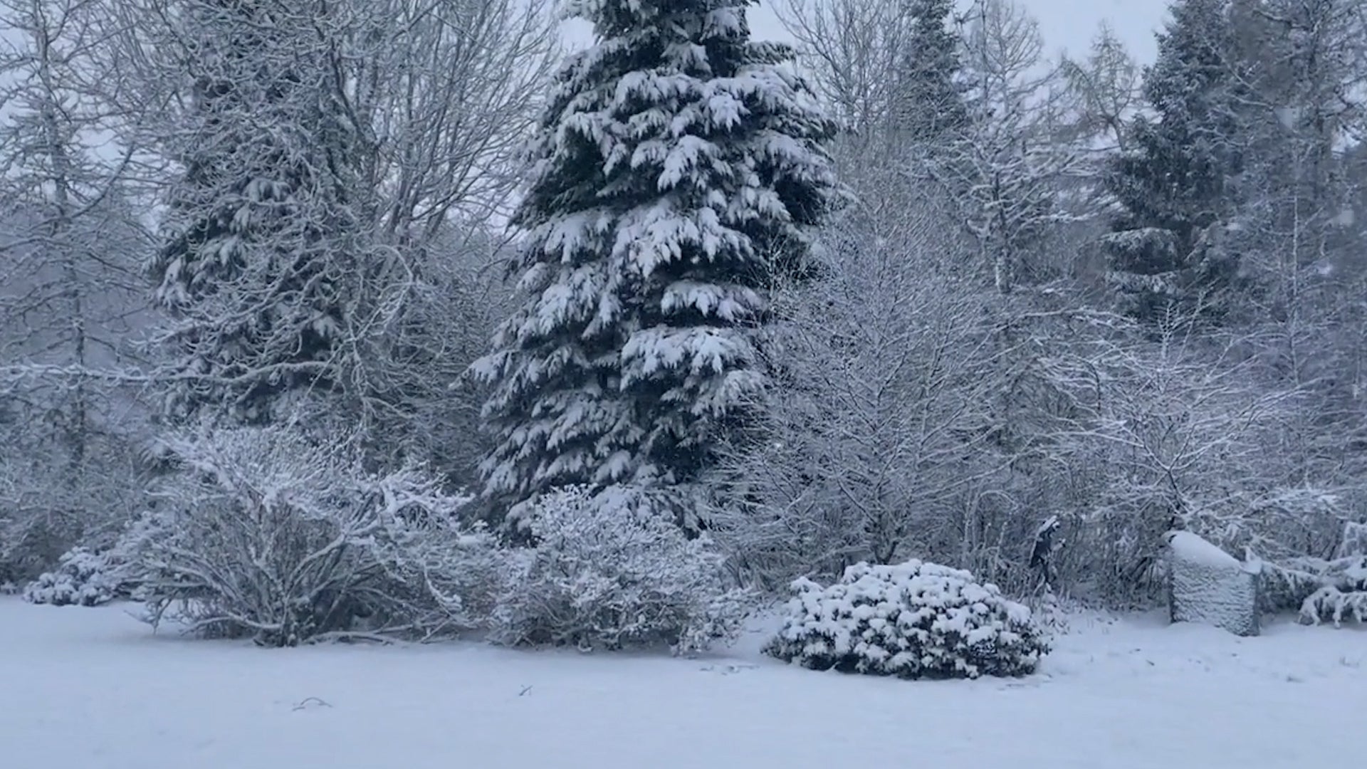 The Science Of Snow: Why So Quiet After Fresh Snow