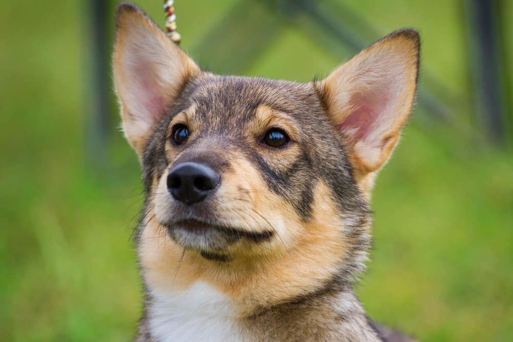 Pups with Perfectly Pointy Ears: 18 Common Dog Breeds