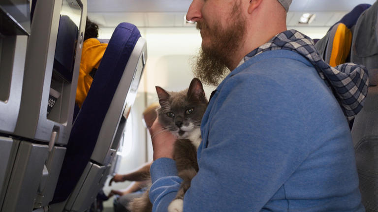 Pet Passports: The Rules You Need To Know Before You Travel Internationally