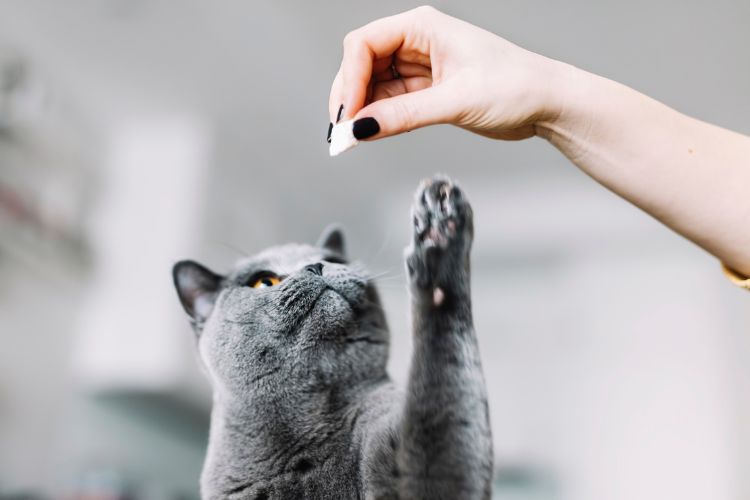 If your cat’s getting a bit chunky, these 10 tips actually work