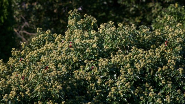 Iconic butterfly could vanish within 60 years unless protections ...