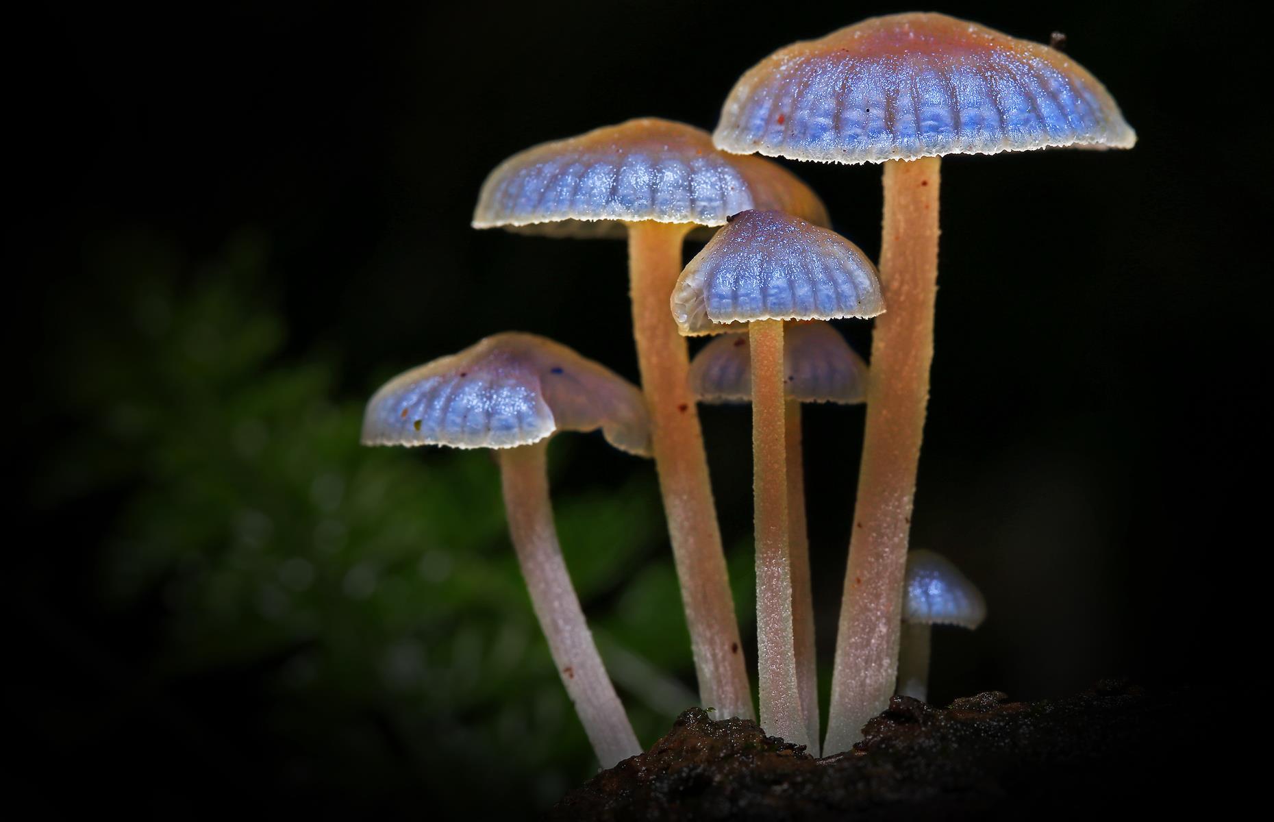 AMAZING Real-Life Places That Actually Glow In The Dark