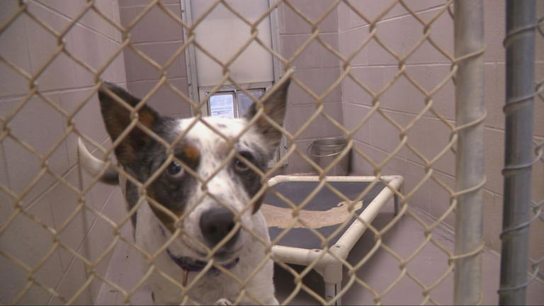 Clermont County animal shelter races to find foster homes for dogs ...