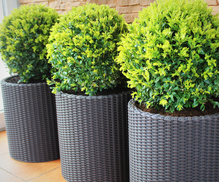 Best plants for a minimalist garden – 9 varieties to create structure ...