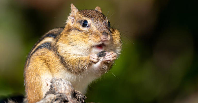 Chipmunk Teeth: Everything You Need to Know