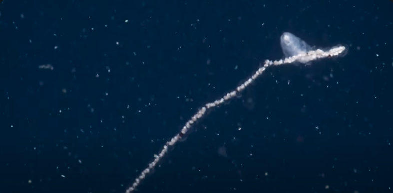Massive, deep-sea ‘entity' discovered - Ocean scientists ‘blown away'