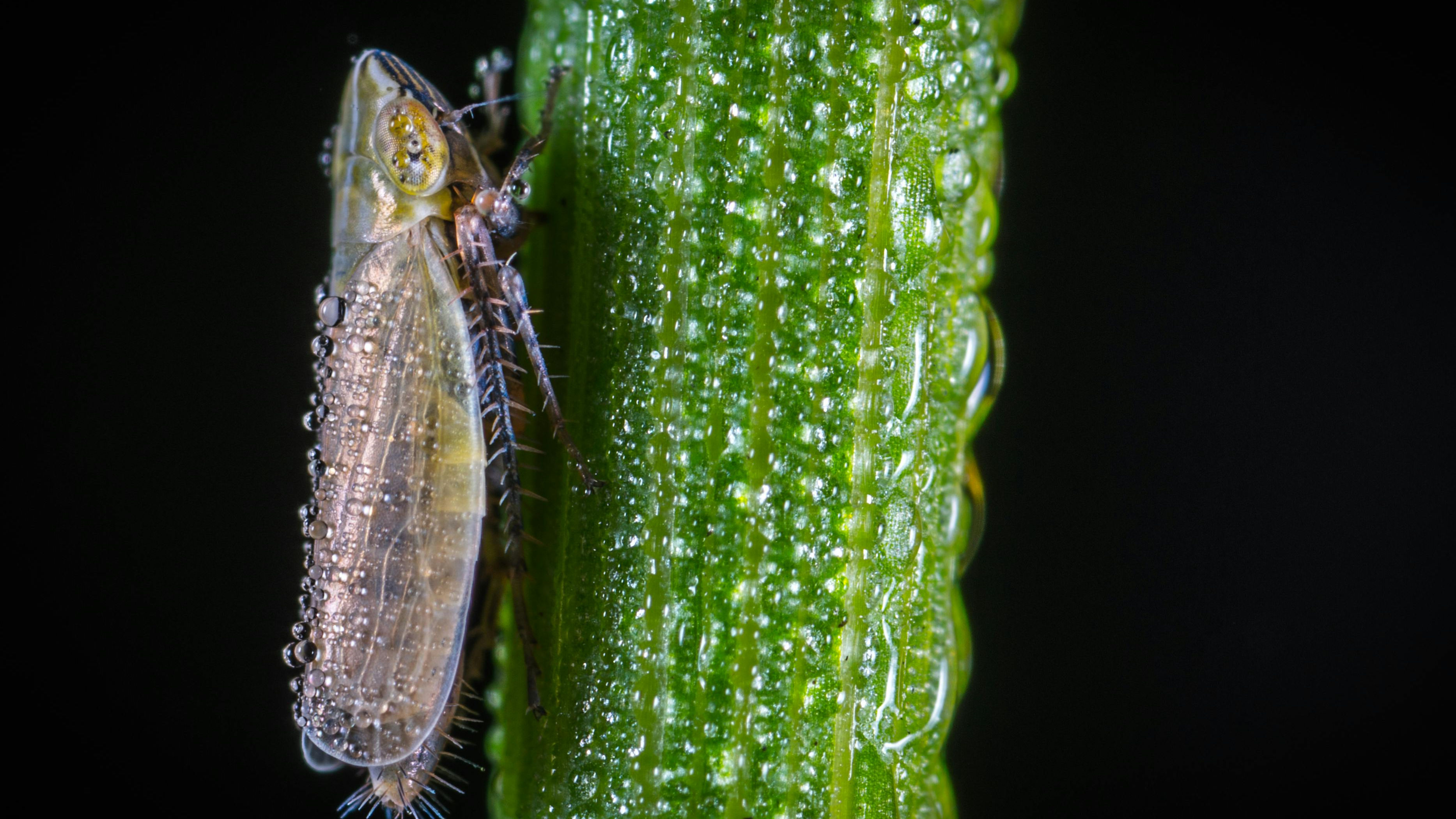 Animals That Can Jump Jaw-Dropping High