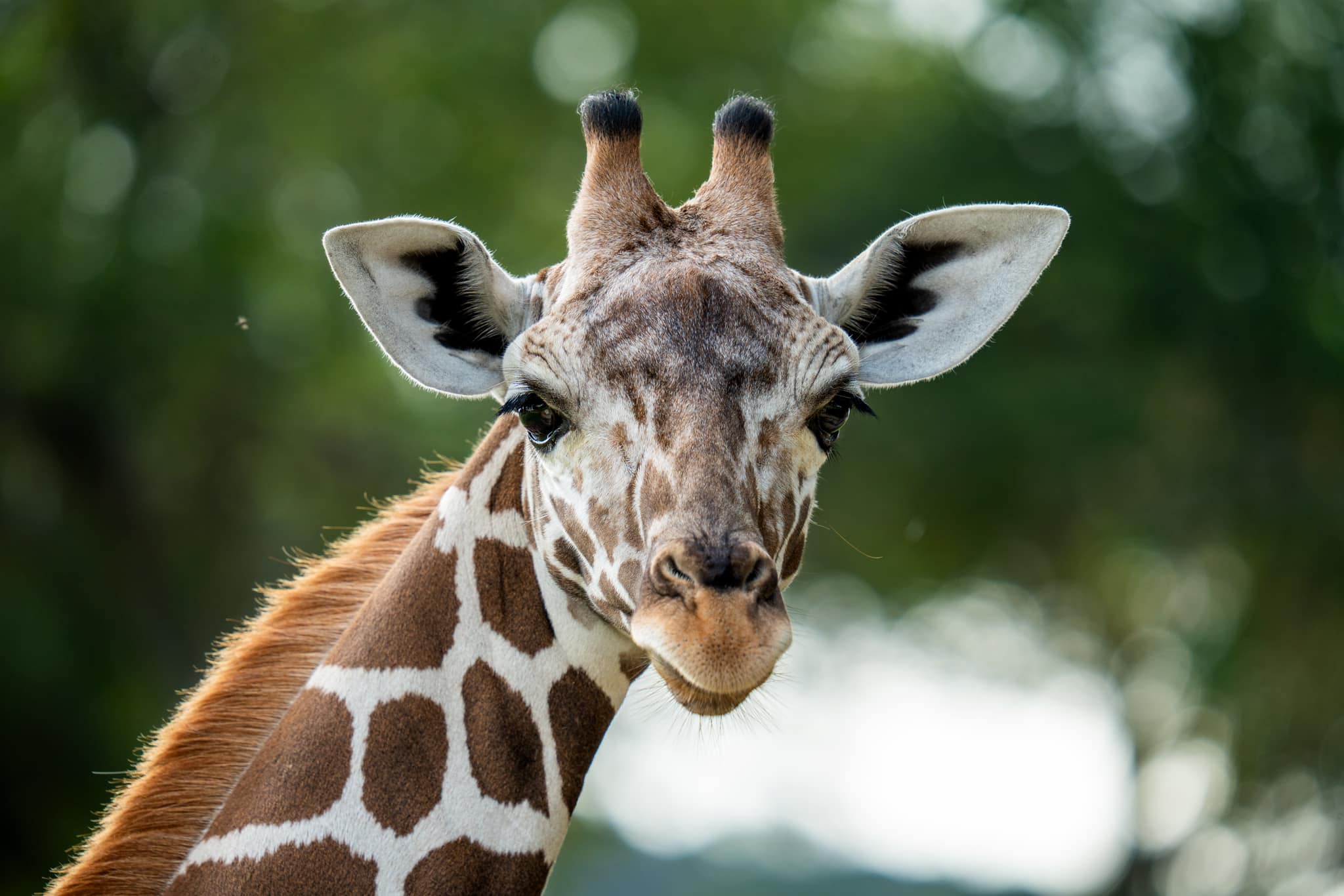 Cockroach feedings and kiss-o-grams: San Antonio Zoo tapping into ...