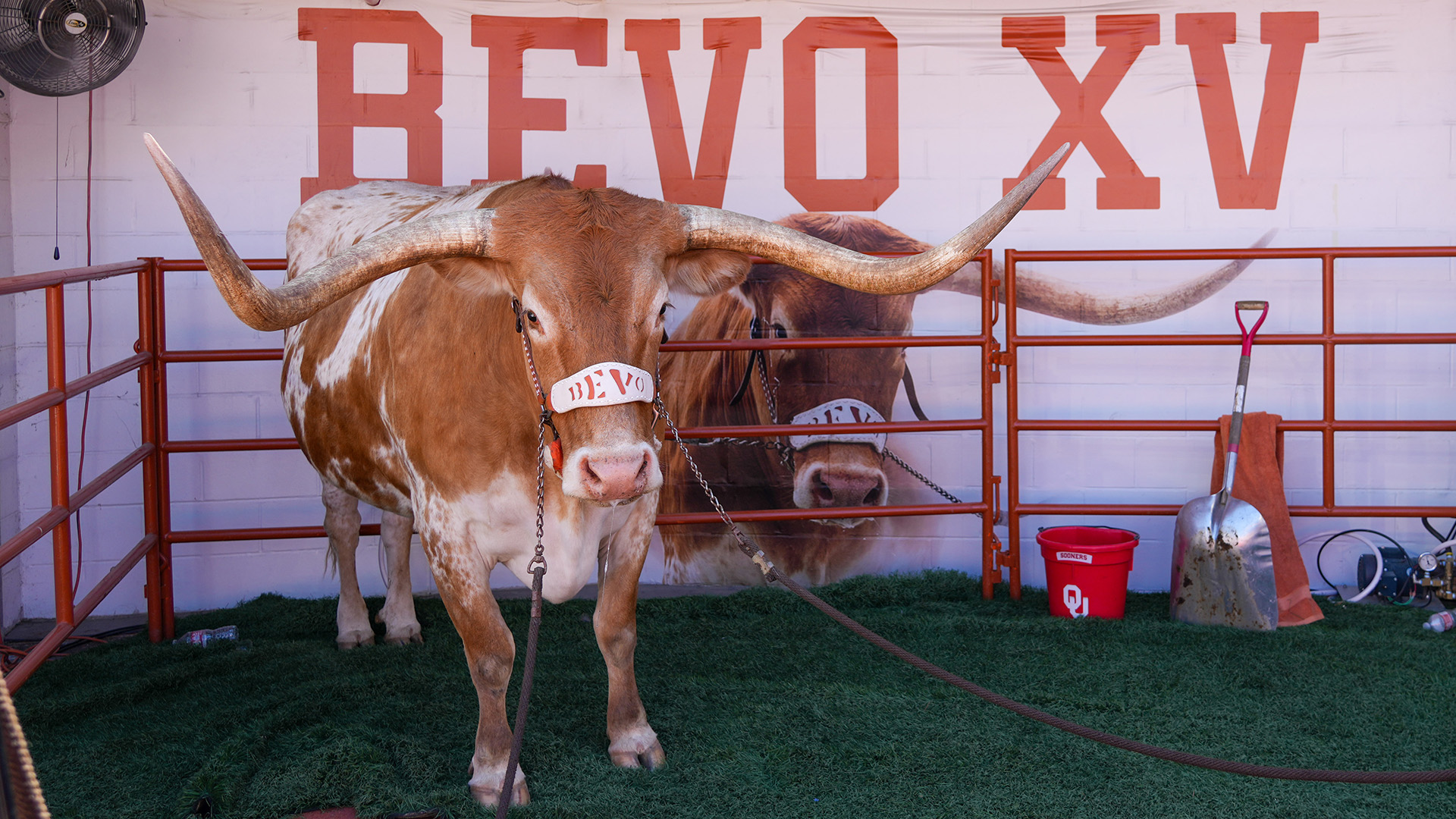 Bevo will be back on the sidelines for the Cotton Bowl Classic at AT&T ...