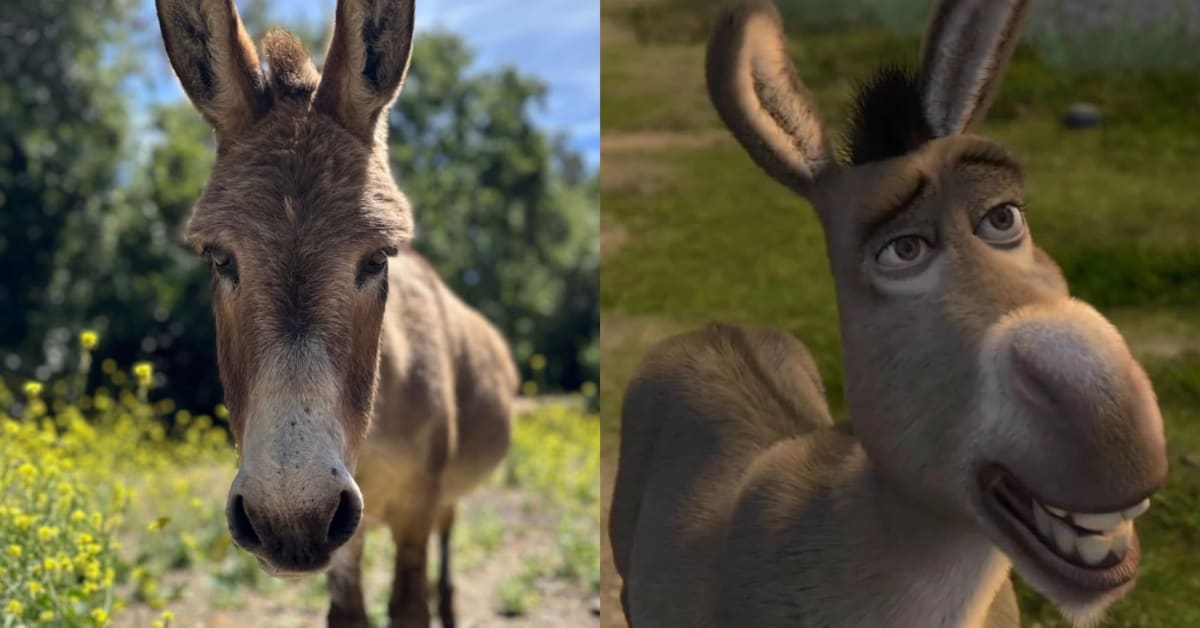 Perry, the Donkey Who Modeled For 'Shrek,' Has Died