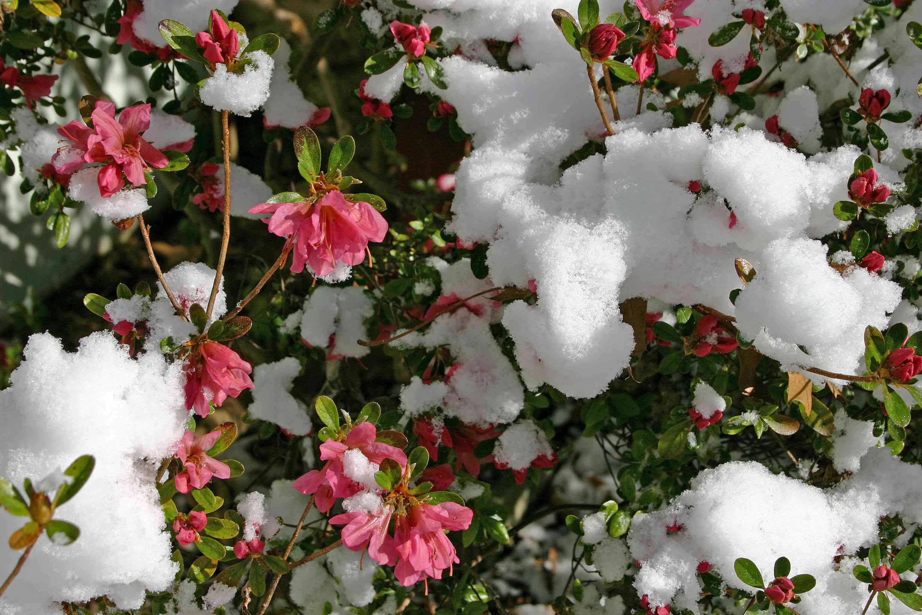 Should I Cover My Azaleas In Winter?