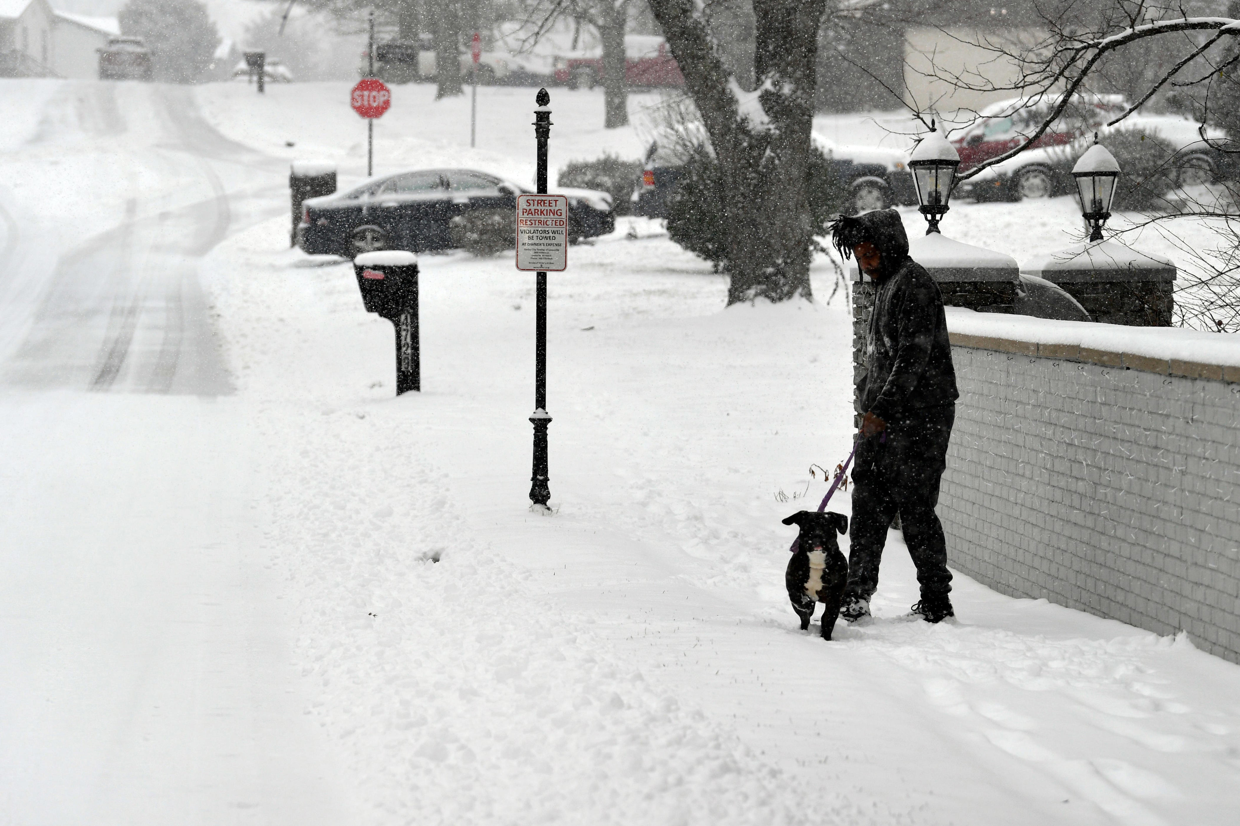 Dog won't go in the snow? Here's how to help them during cold weather