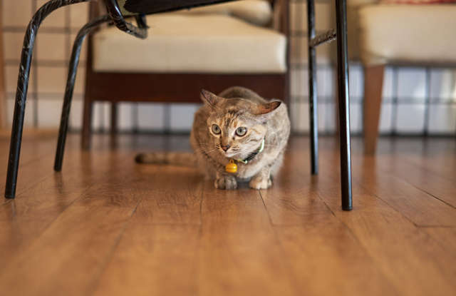 How to Keep Your Cat Active and Engaged Indoors How to Keep Your Cat Active and Engaged Indoors