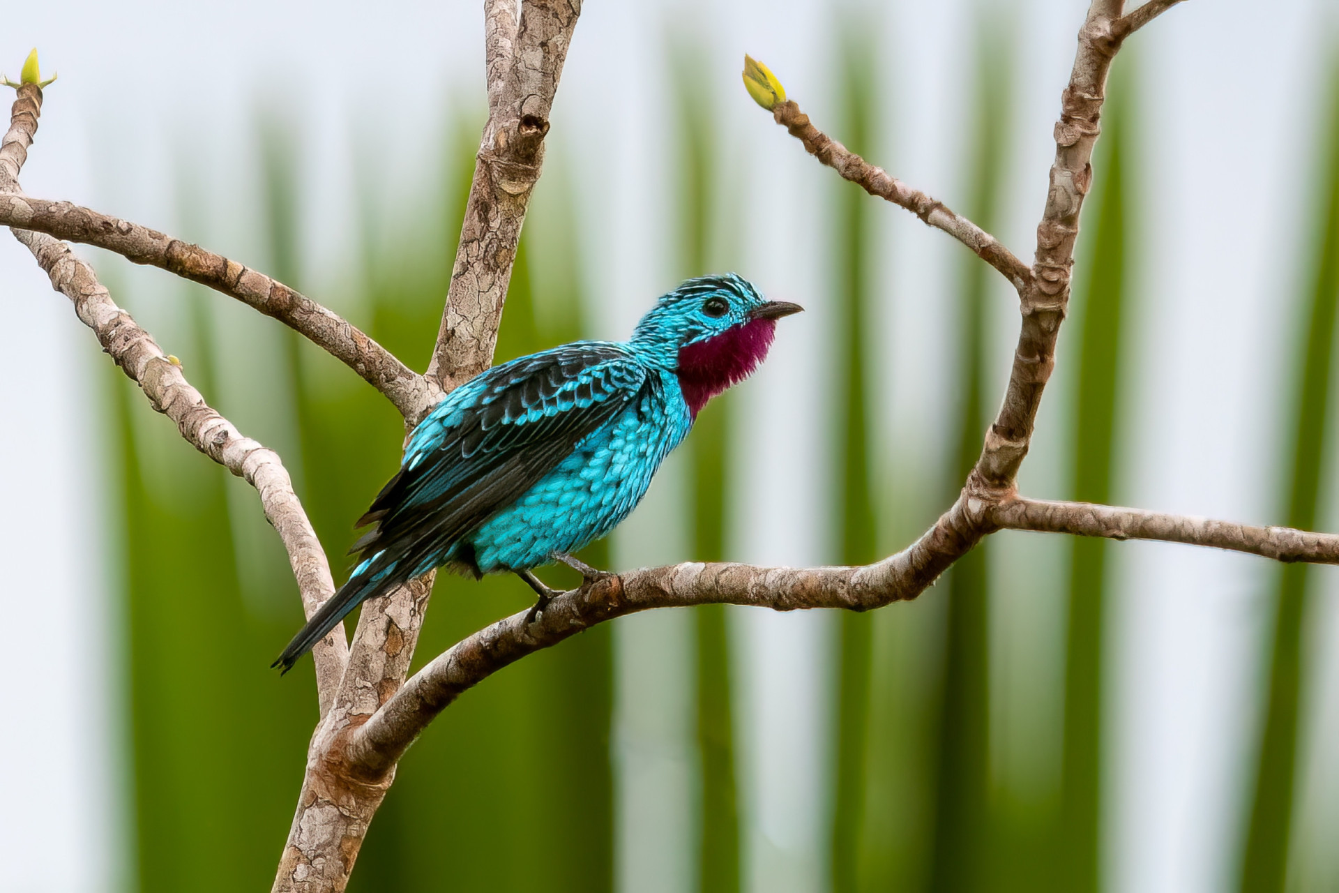 Flights of fancy: the most colorful and exotic birds on the planet
