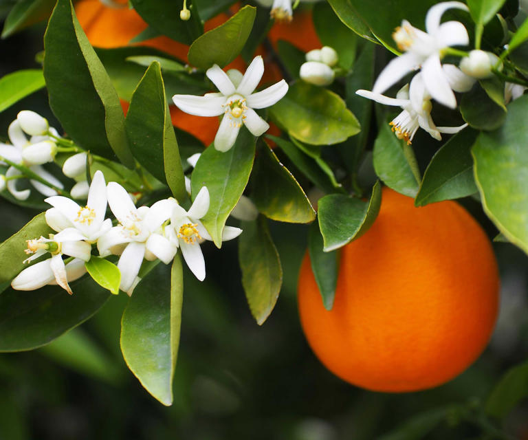 How to prune an orange tree – 6 simple steps recommended by experienced horticulturists for ...