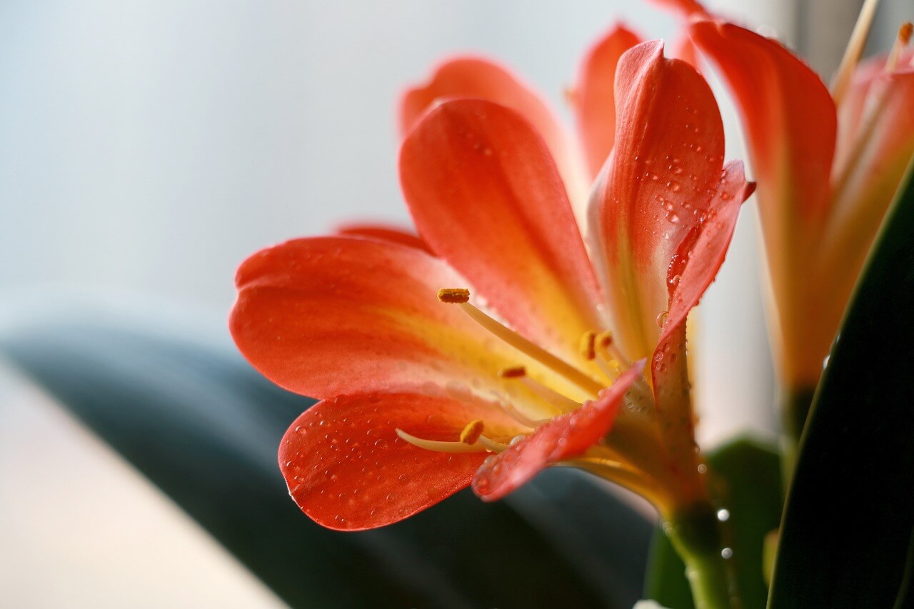 Cómo cortar la flor de clivia y alargar su vida: trucos y consejos expertos