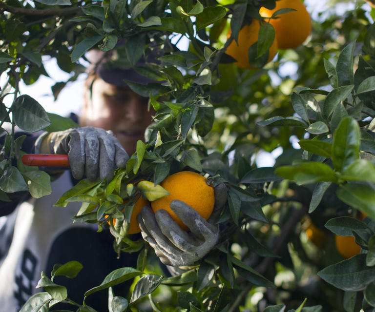 How to prune an orange tree – 6 simple steps recommended by experienced horticulturists for ...