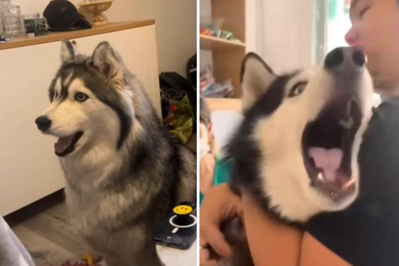 Vidéo hilarante prouve que les huskies sont les chiens les plus ... Vidéo hilarante prouve que les huskies sont les chiens les plus ...