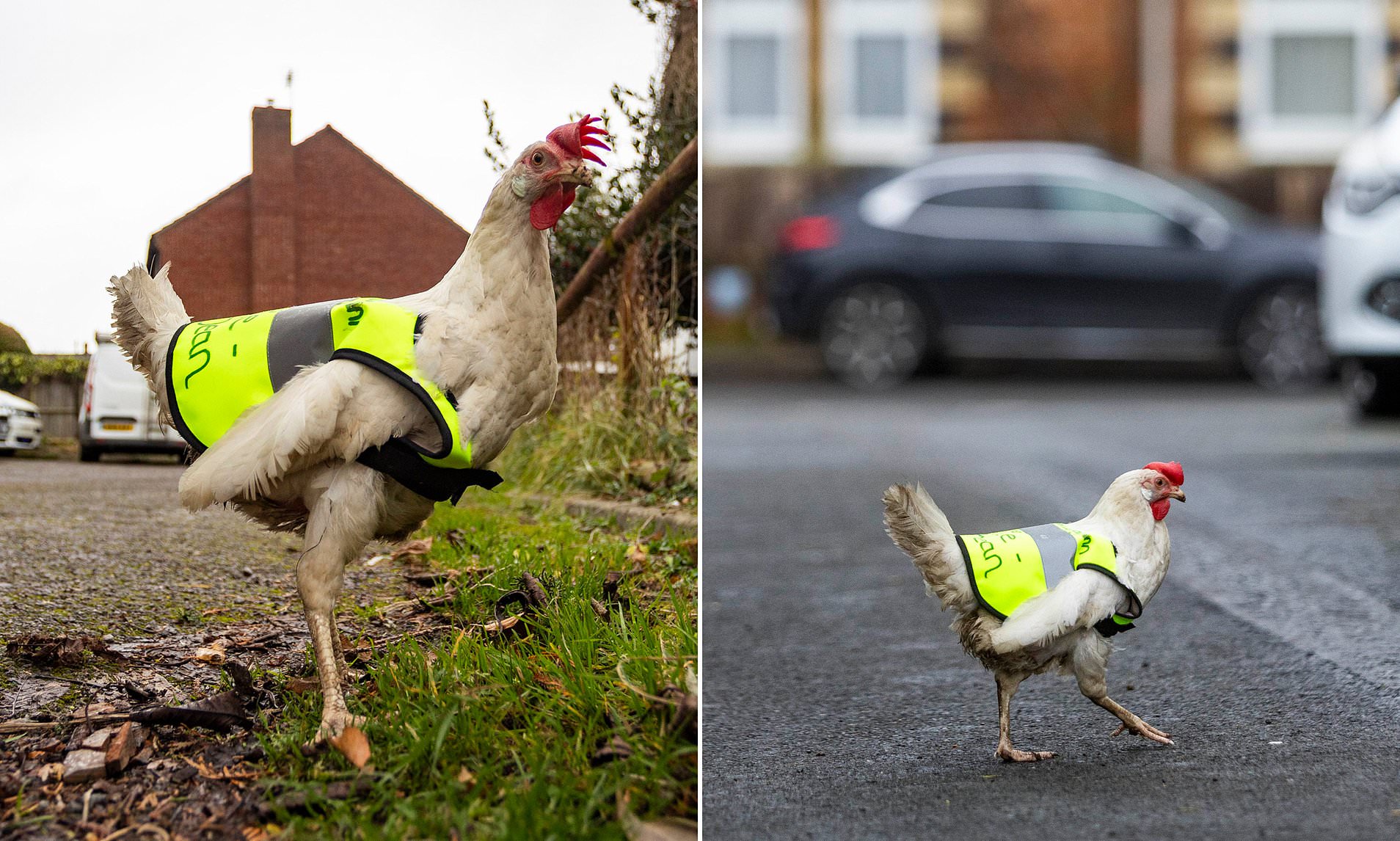 Revealed: How the chicken crossed the road... In a hi-vis jacket!