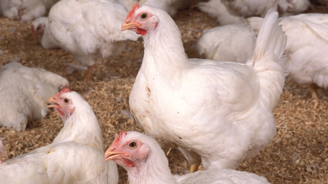 Wisconsin’s first human avian influenza reported along with 2nd poultry ...