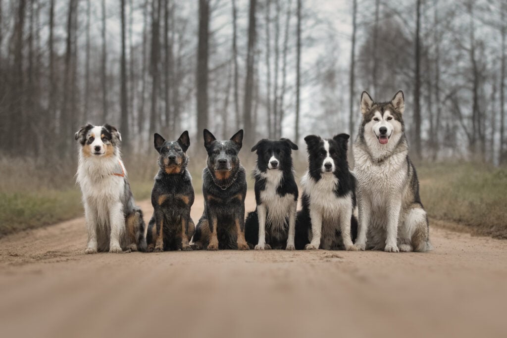 Why These 21 Dogs Are The Most High Maintenance of All Breeds