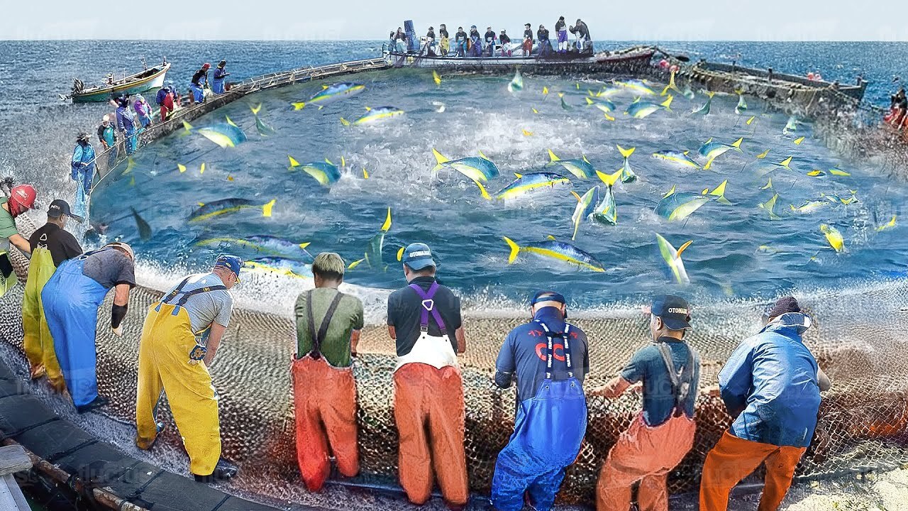 A Day in Life of Japanese Fishermen Catching Millions of Yellowfin Tuna ...