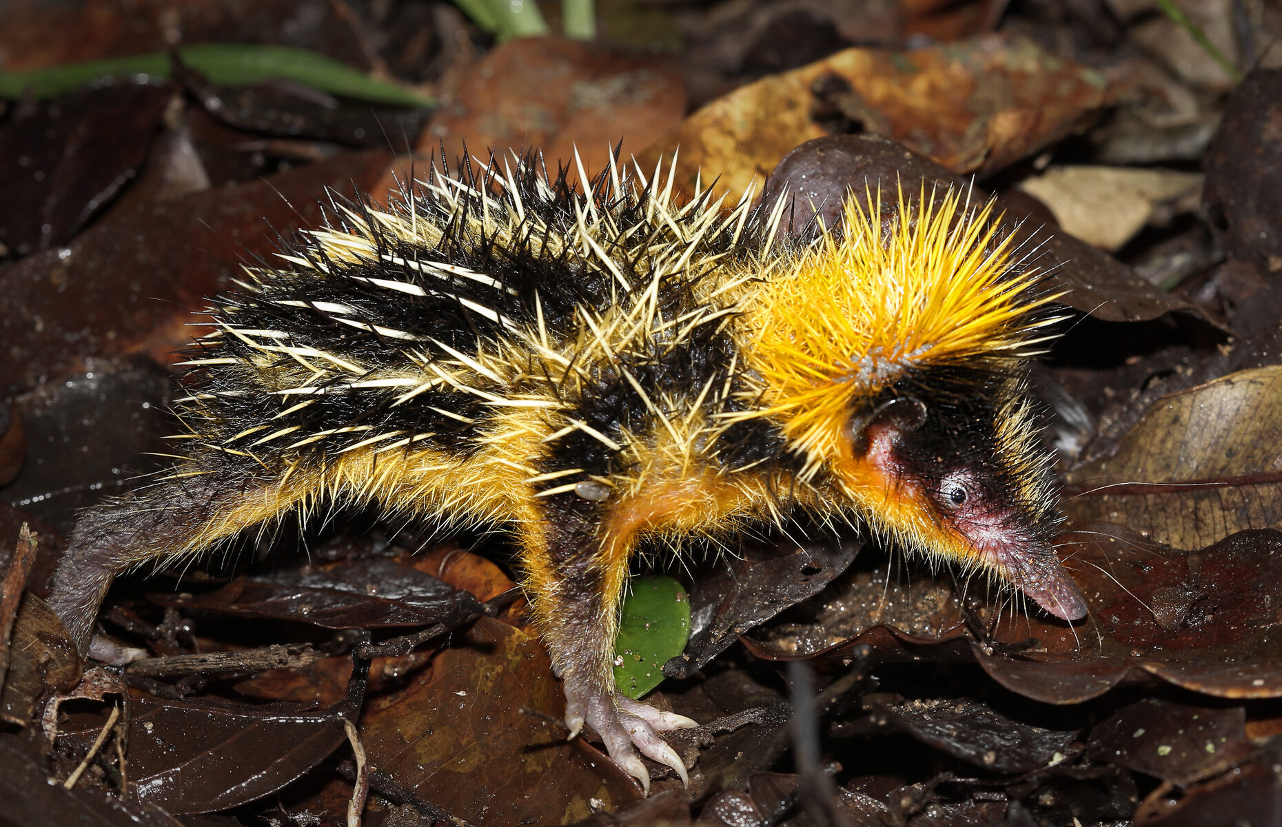 20 weird creatures you didn't know exist