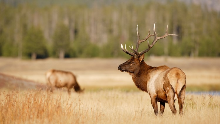 First case of chronic wasting disease found in captive elk detected in ...