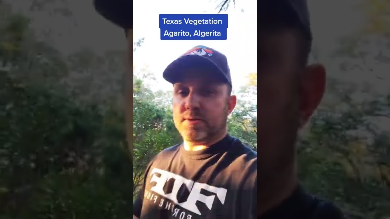 Texas Vegetation: Agarito & Algerita – What You Didn’t Know!