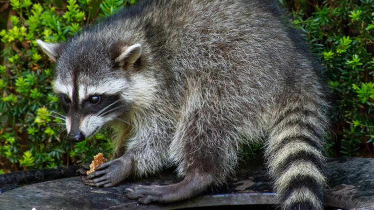 Raccoon tests positive for rabies in Lancaster County Raccoon tests positive for rabies in Lancaster County