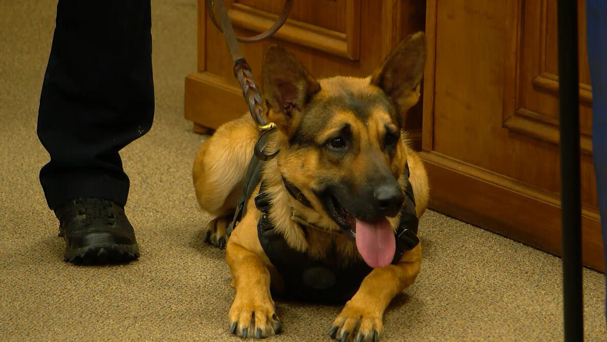 North Myrtle Beach Police Department swears in two new K-9 officers North Myrtle Beach Police Department swears in two new K-9 officers