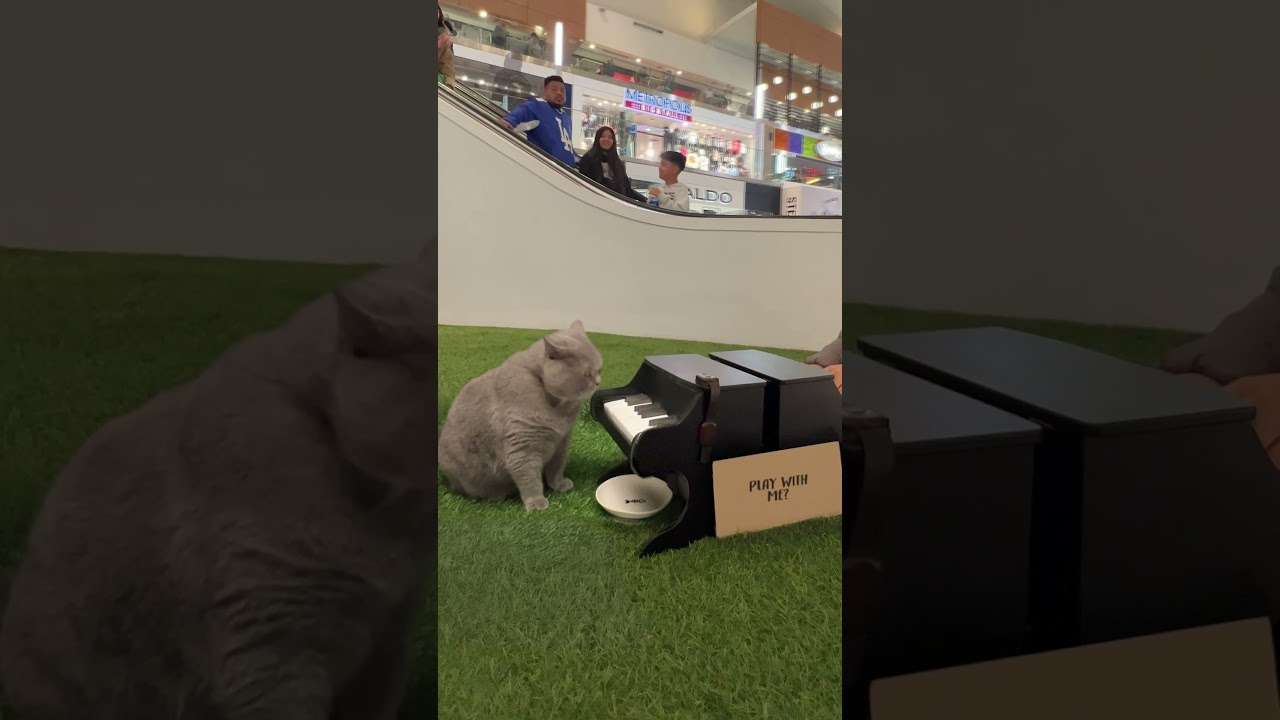 Cat performs first mall show with piano skills