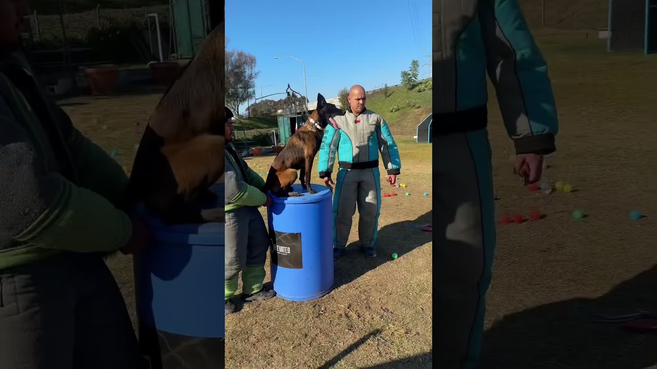 Goofy Dog Clip Brings Laughter to the Whole Room
