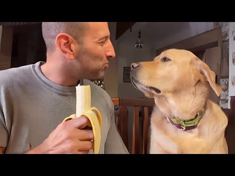 Dog Masters the Art of the Deal in Funniest Moments