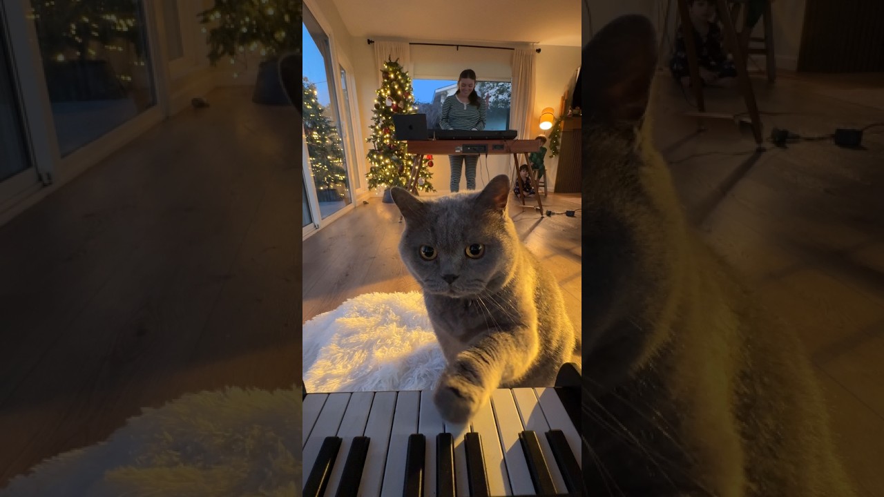 Using Operant Conditioning on My Cat and His Piano