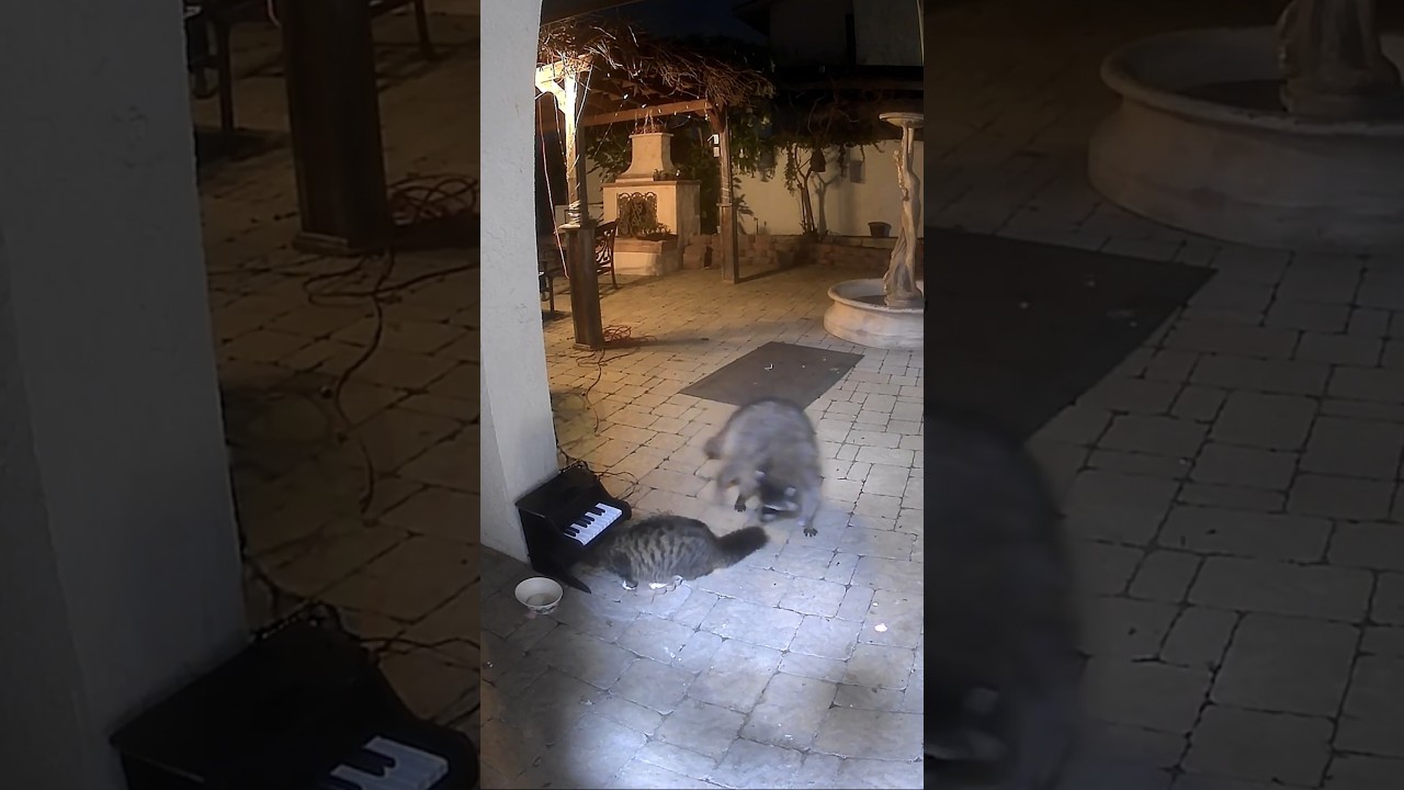 Stray cat learns to play piano in heartwarming tutorial