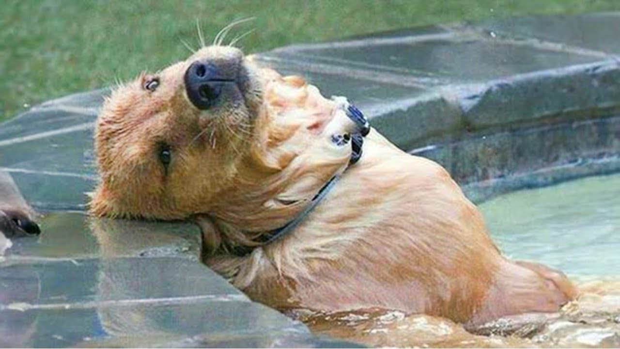 The laziest dogs who mastered the art of chilling out