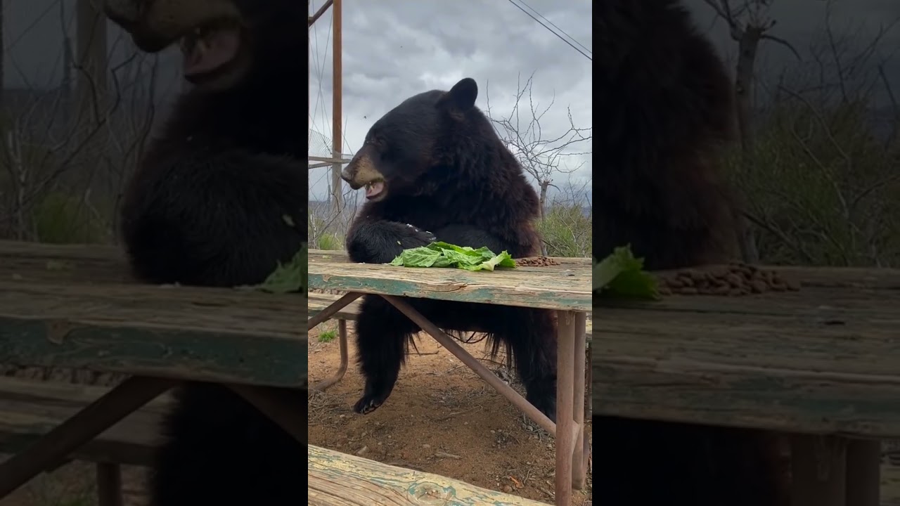 Bear Munching on Lettuce