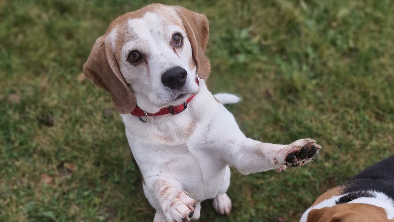 Make your beagle feel needed with simple tricks