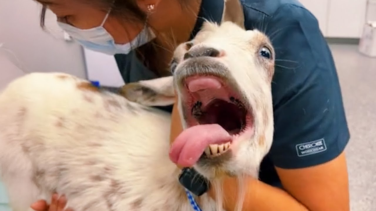 Animals React Dramatically at the Vet in Funny Clips