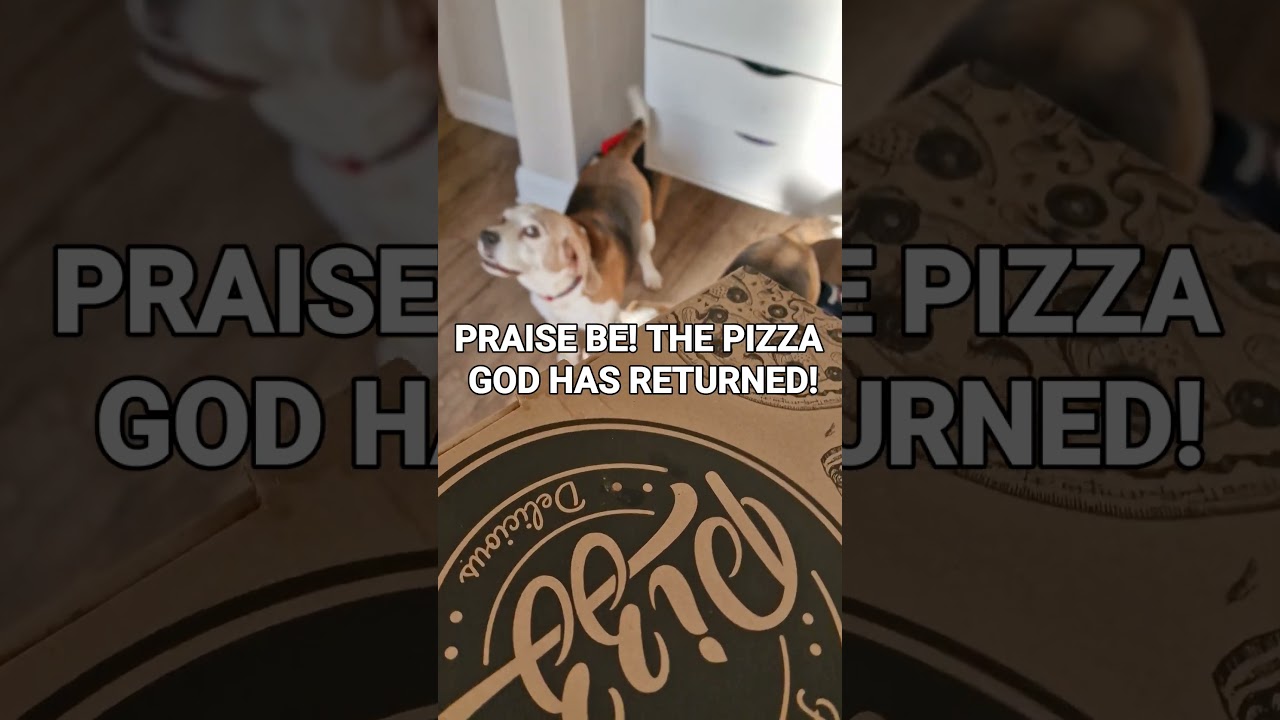 My beagle's different reaction to me whether I have food or not