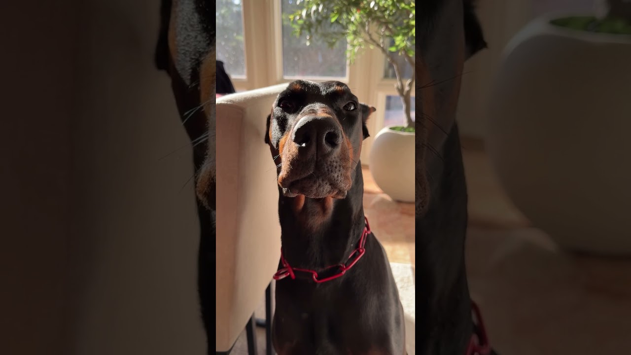 Celine Tails - MSN