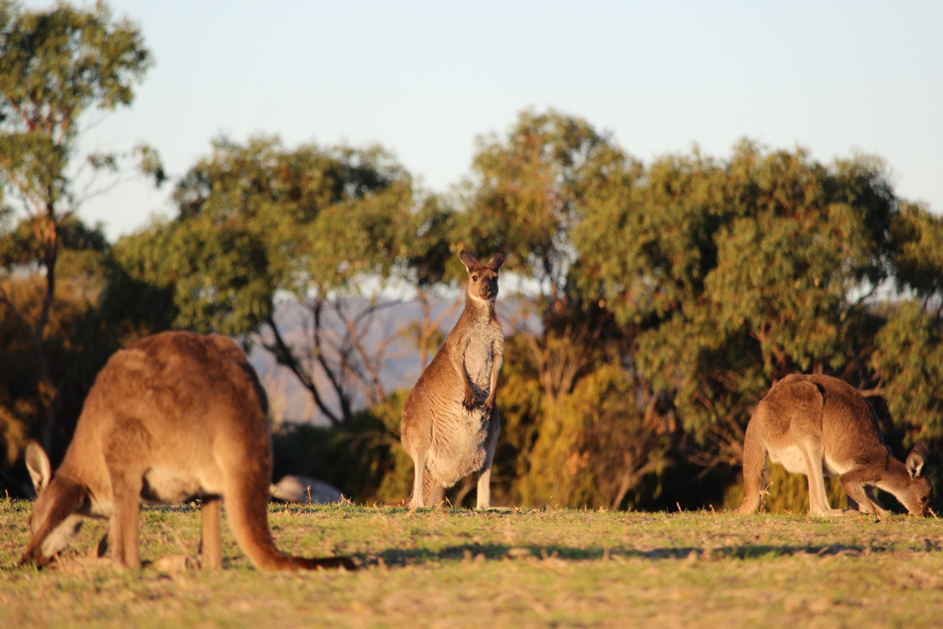 Alla scoperta dei canguri: un viaggio nel cuore dell'Australia