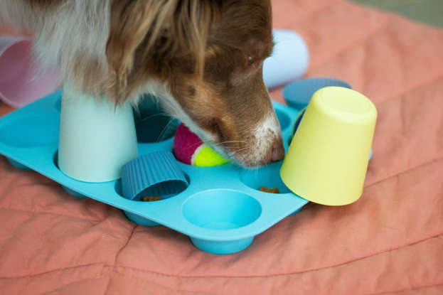 11 Creative And Fun Ways to Keep Your Dog Entertained Indoors 11 Creative And Fun Ways to Keep Your Dog Entertained Indoors