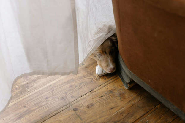 11 Creative And Fun Ways to Keep Your Dog Entertained Indoors 11 Creative And Fun Ways to Keep Your Dog Entertained Indoors