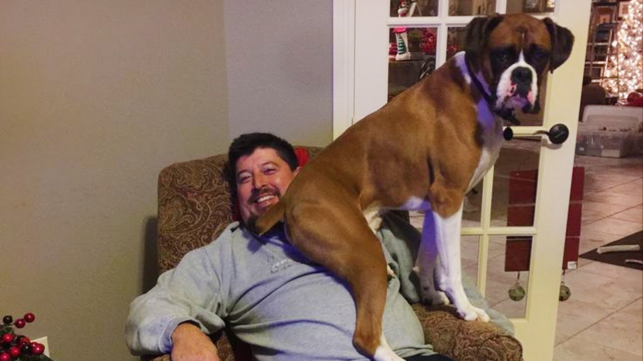 These Boxer Dogs Will Have You Laughing Out Loud