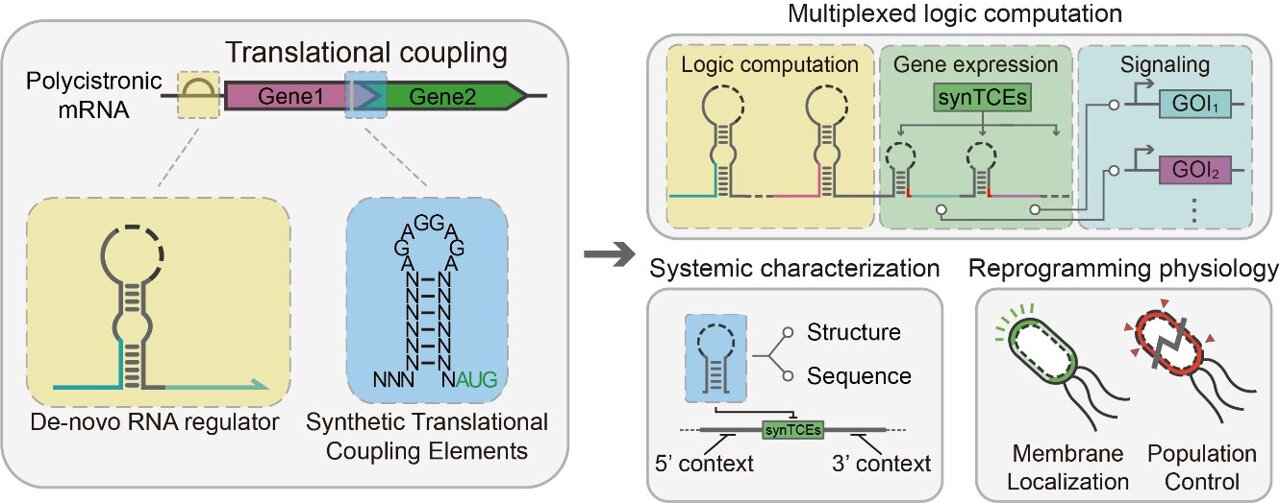 Programming cells: New RNA tool enhances precision in synthetic genetic circuits