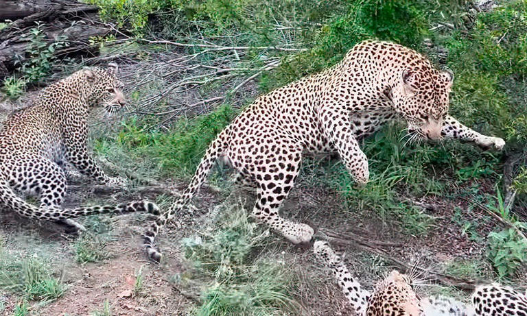Ferocious leopard fight broken up, emphatically, by third leopard