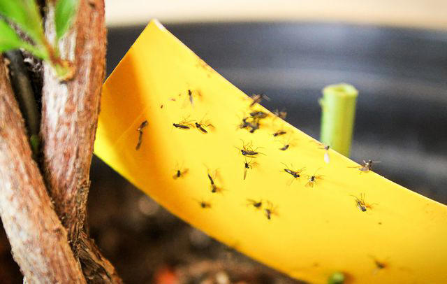 How to Spot 6 Common Houseplant Pests and Remove Them For Good